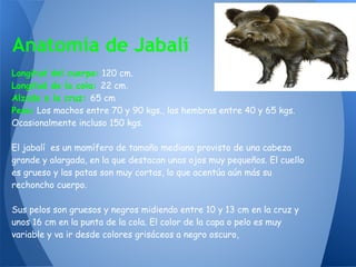 El jabalí | PDF