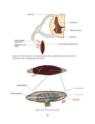 Eljack's Lecture Notes in Neuroscience | PDF