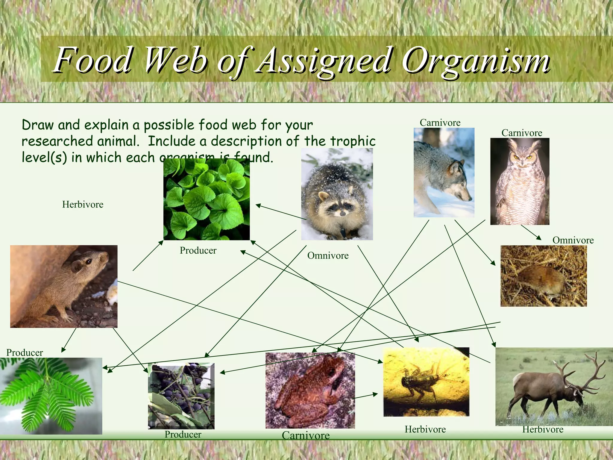 Ty Ferlan Pd 4-Elk biology project | PPT