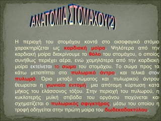 Πεπτικό έλκος | PPT