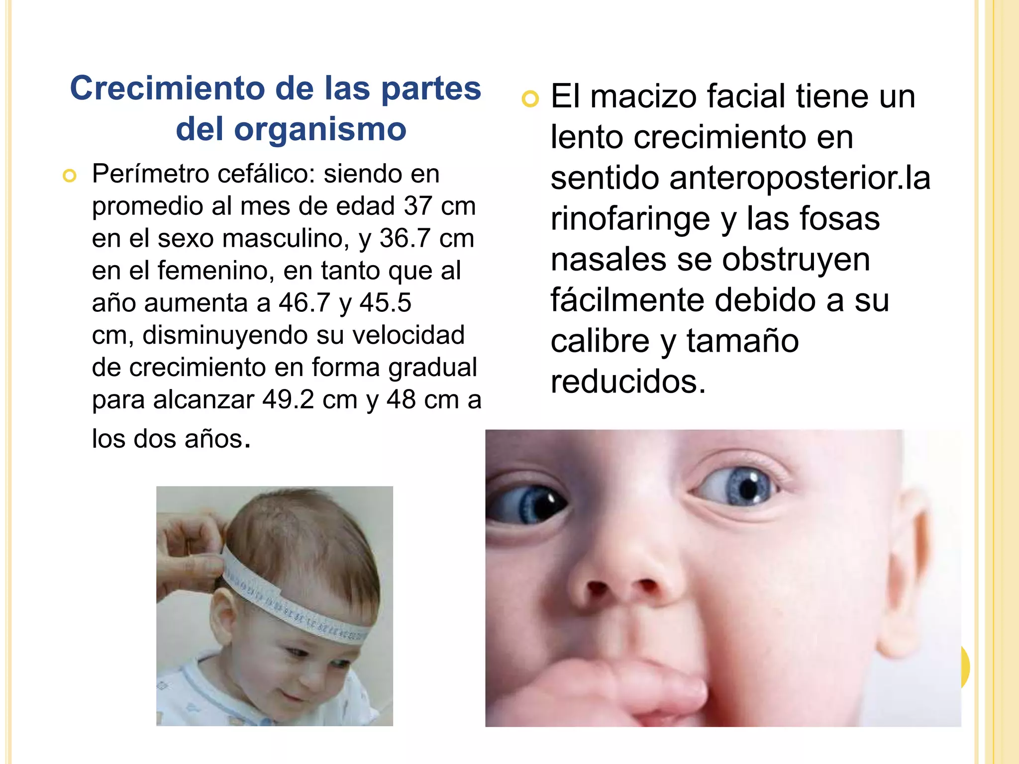 El lactante | PPTX