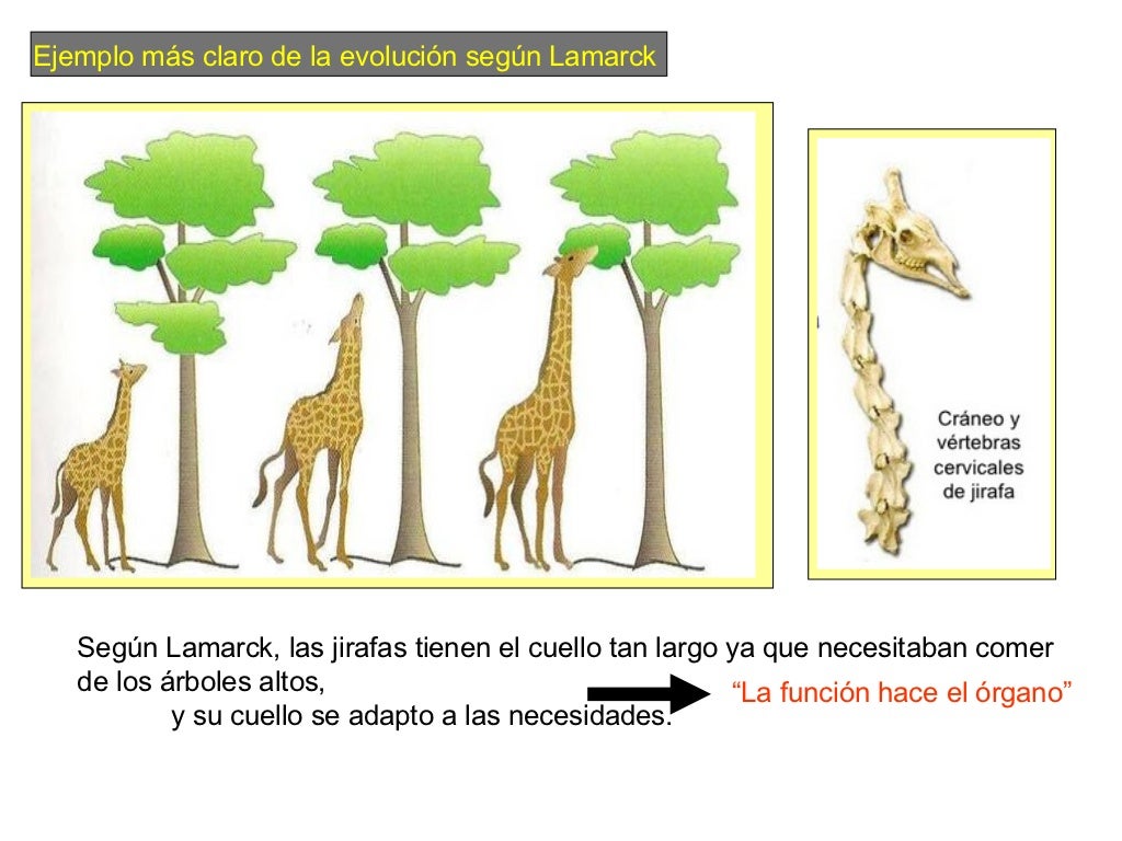 Descubre los ejemplos más impactantes de la Teoría de Lamarck ★ Teoría ...