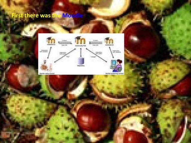 Elle In A Nutshell | PPT