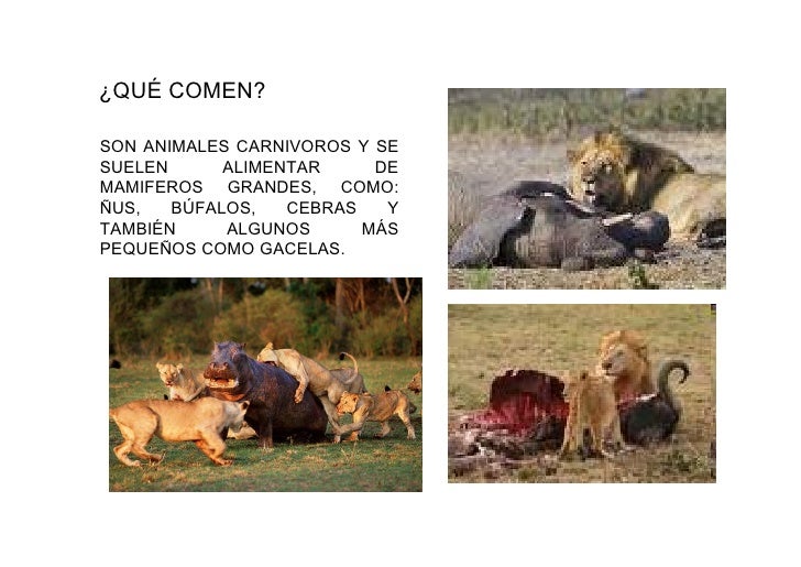 El león