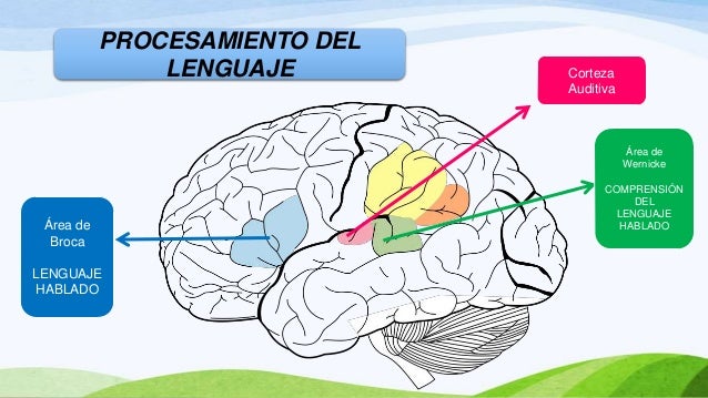 El lenguaje - Psicología