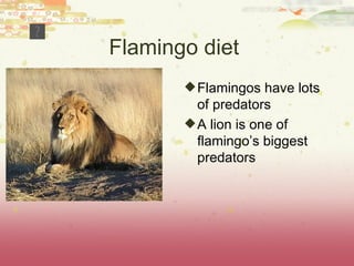 The Great Flamingo | PPT