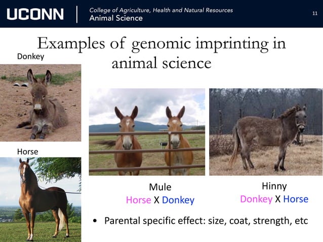 Animal Epigenetics | PPT