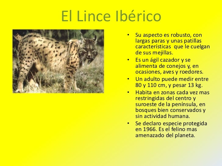 El lince iberico