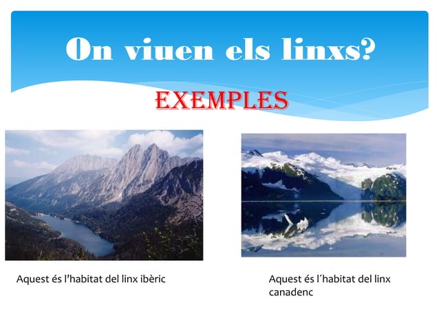 El linx | PPT