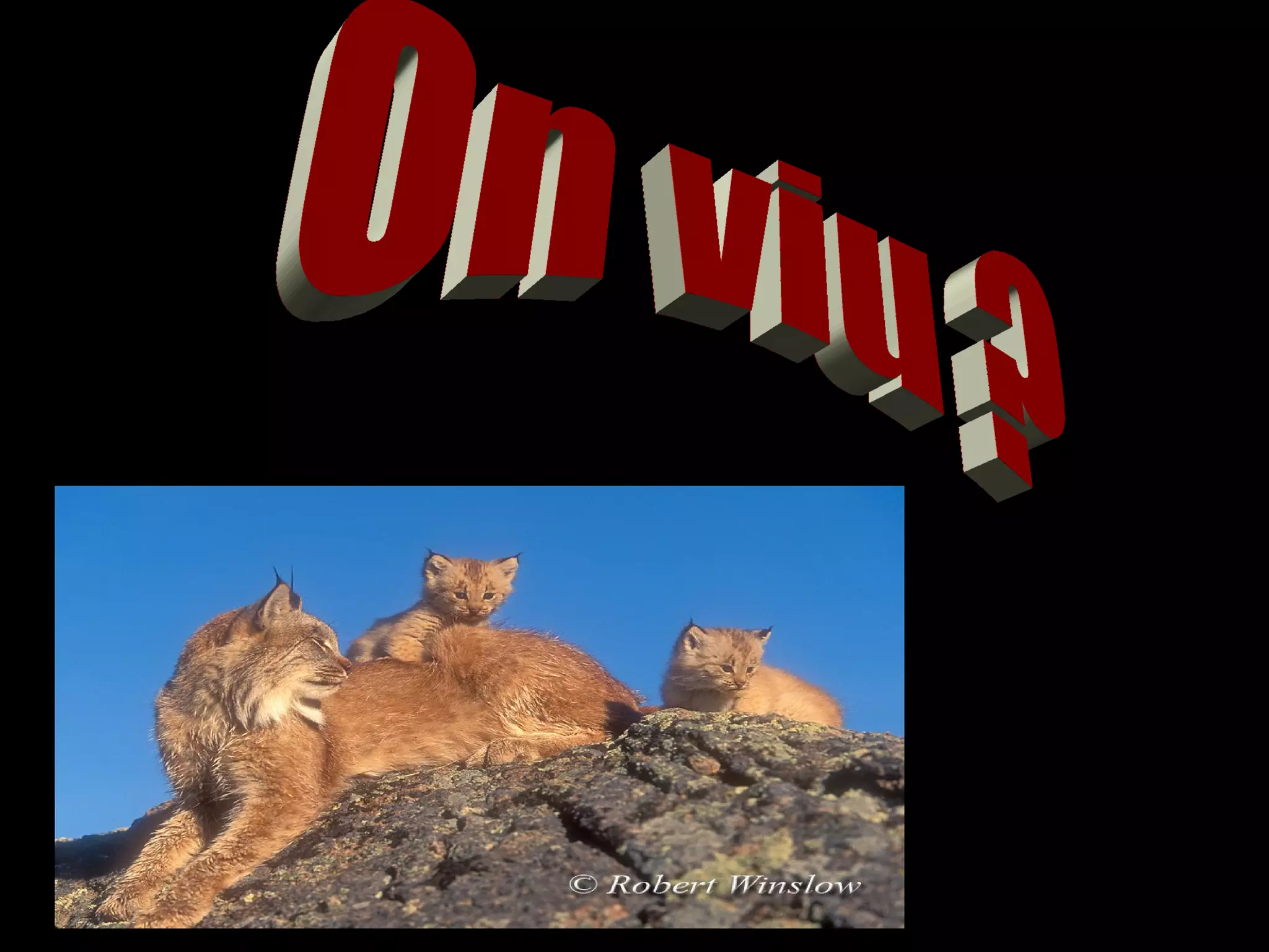 El linx canadensis | PPT