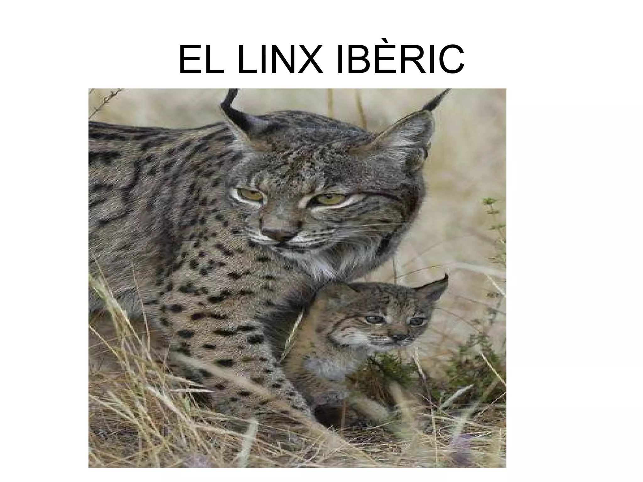 El linx ibèric | PPT