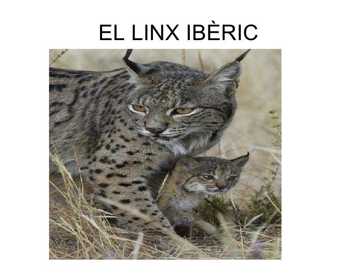 El linx ibèric