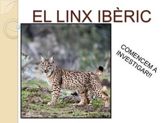 El linx ibèric (coneixements previs) | PPT