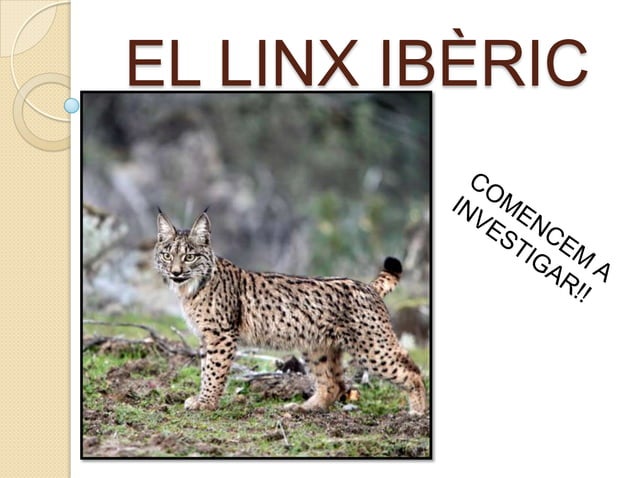 El linx ibèric (coneixements previs) | PPSX