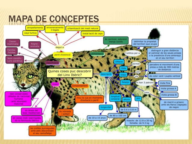 El linx ibèric presentació als companys | PPT