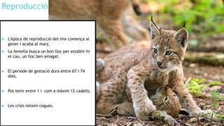 El linx nòrdic - LS Manlleu - 1r ESO | PPT