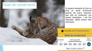 El linx nòrdic - LS Manlleu - 1r ESO | PPT