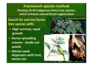 Conservation outcomes from community-based forest restoration | PPT