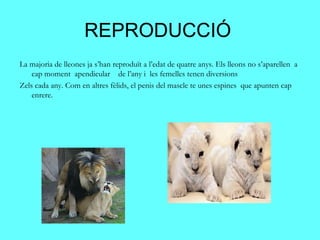 El lleons | PPT