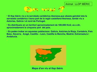 El Llop | PPT