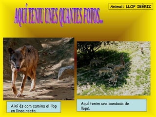 El Llop | PPT