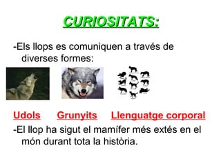 El llop | PPT