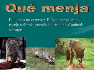 El llop | PPT