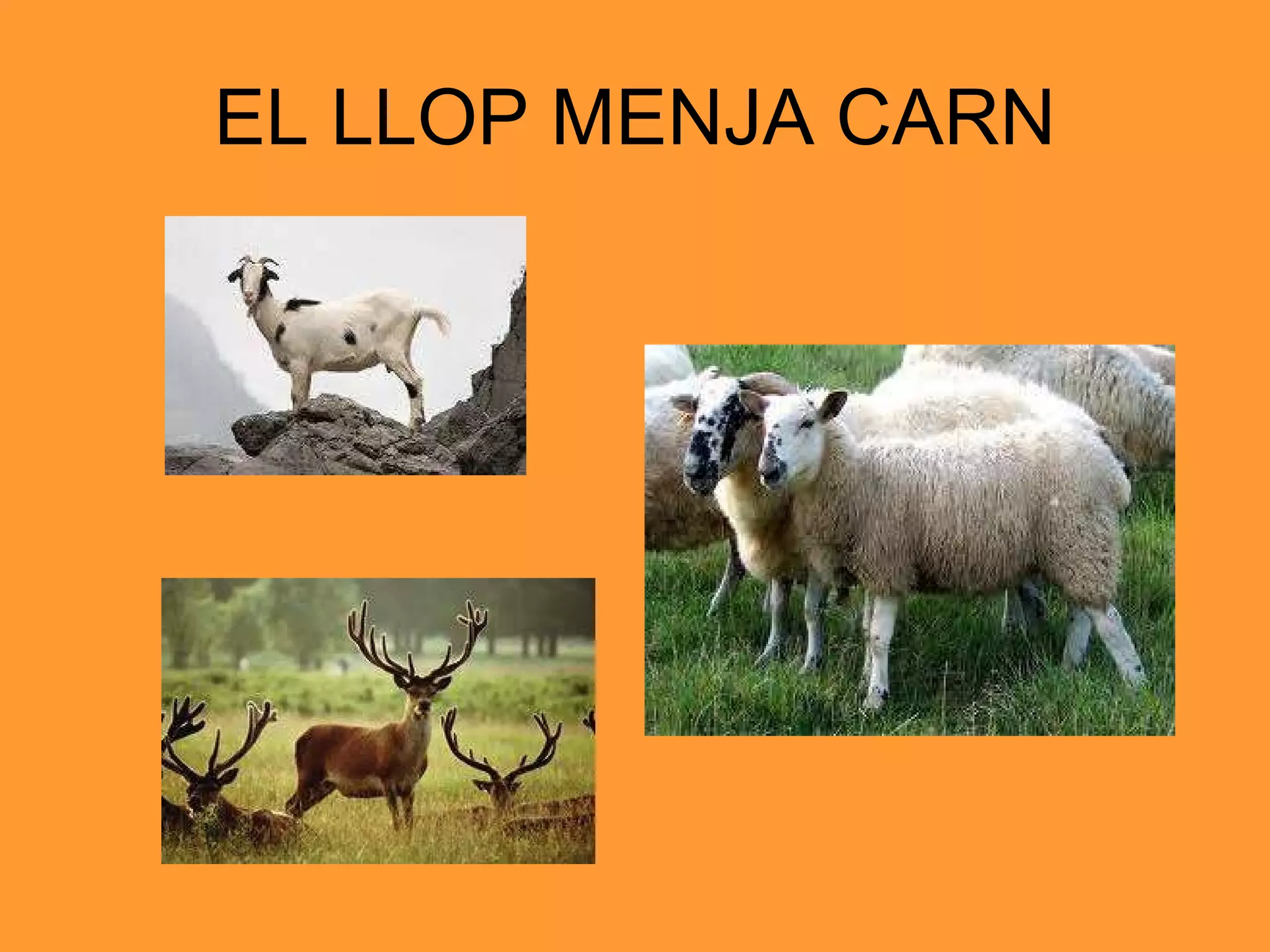 El llop p4 b | PPT