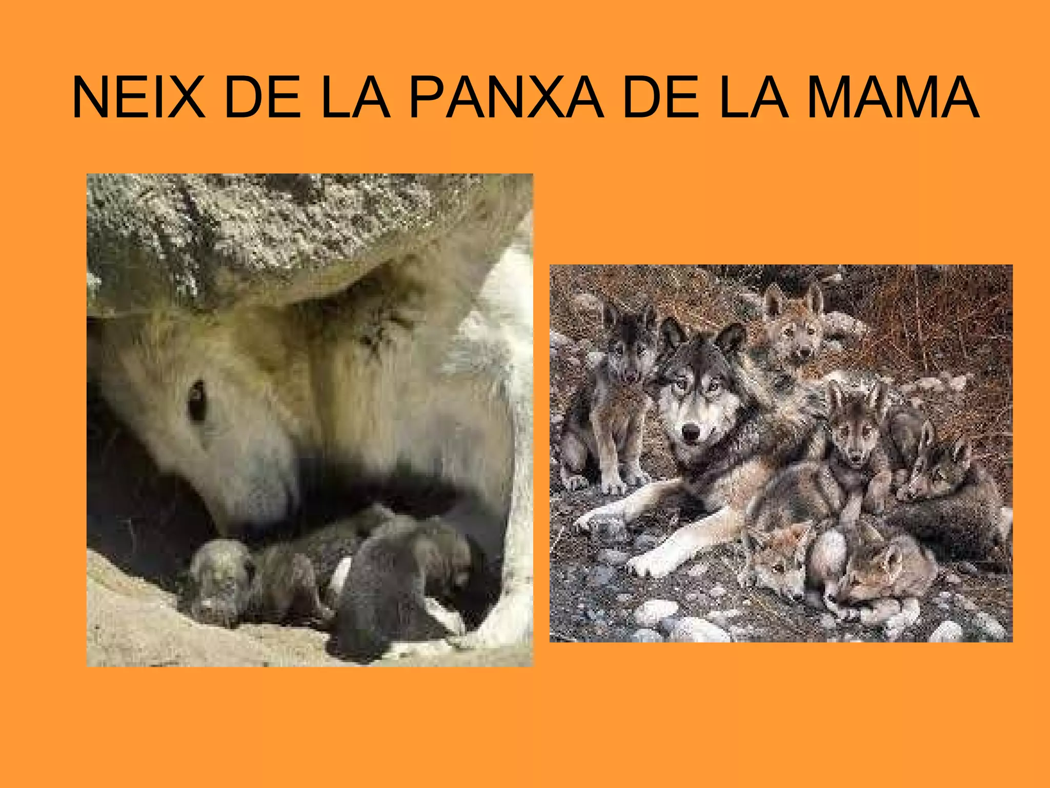 El llop p4 b | PPT