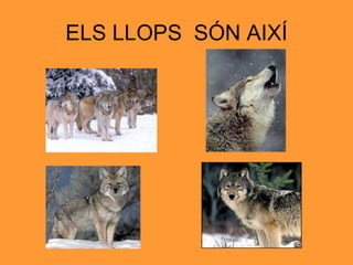 El llop p4 b | PPT