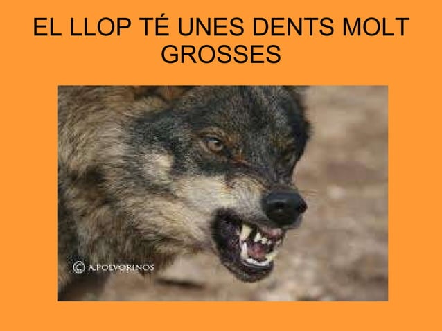 El llop p4 b | PPT