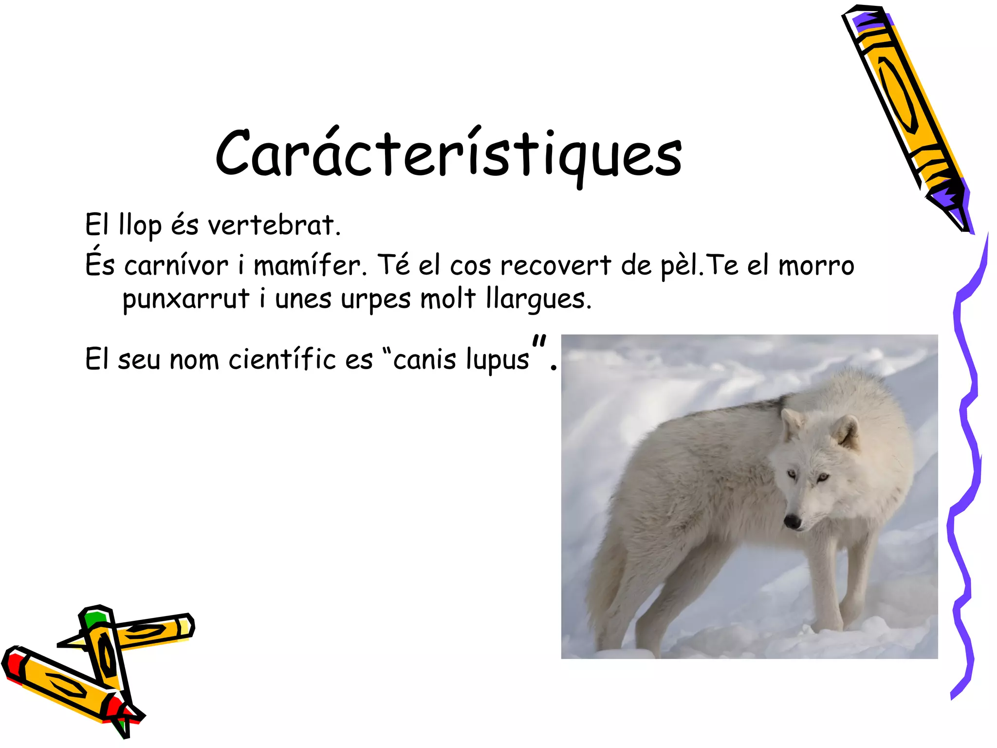 El llop blanc | PPT