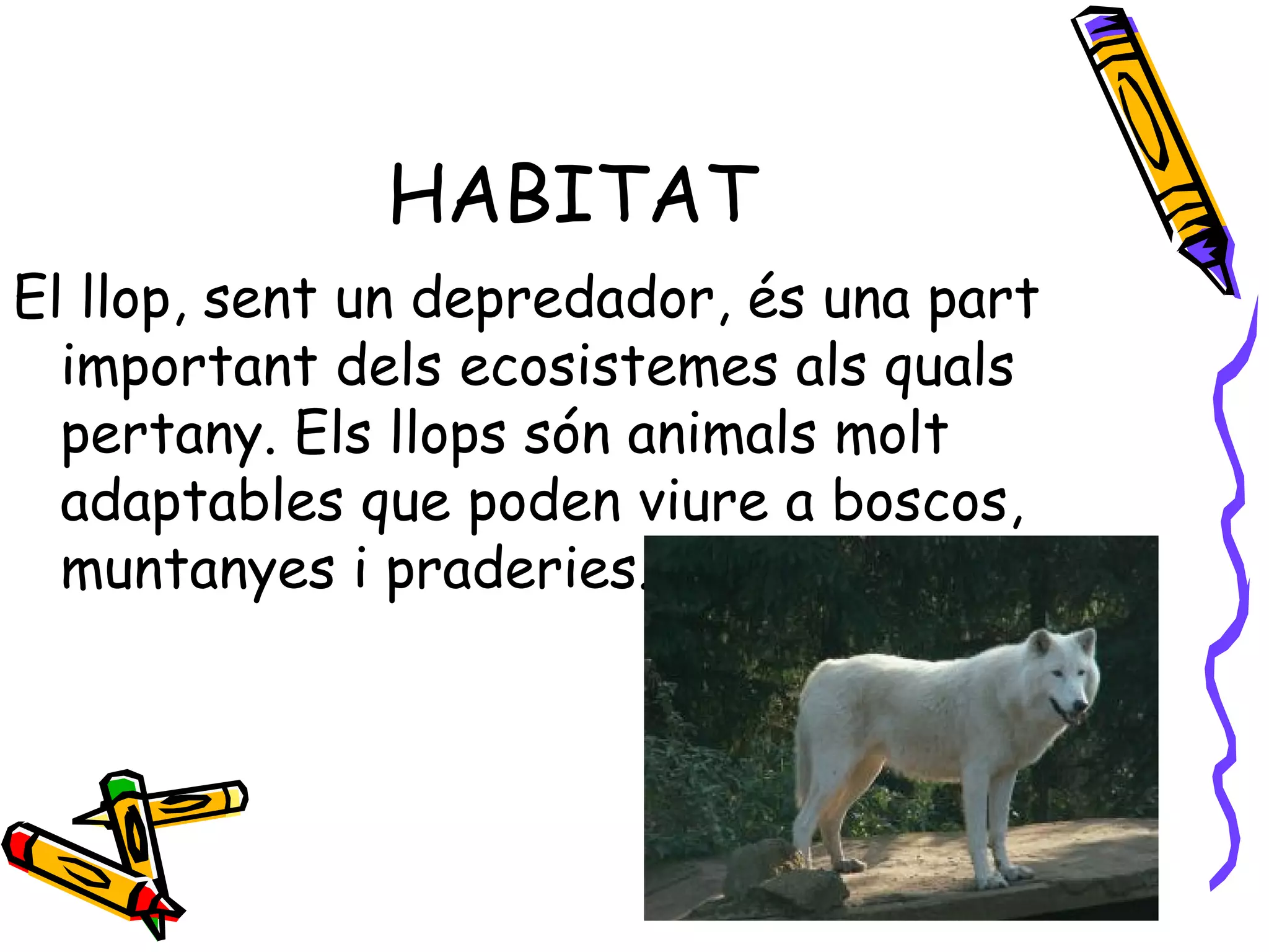 El llop blanc | PPT