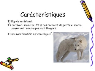 El llop blanc | PPT