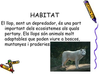 El llop blanc | PPT