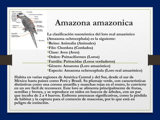 El loro real y su importancia ecologica.pptx