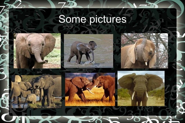 African elephants | PPT