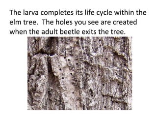 Elm | PPT | Woodworking | Arts and Crafts