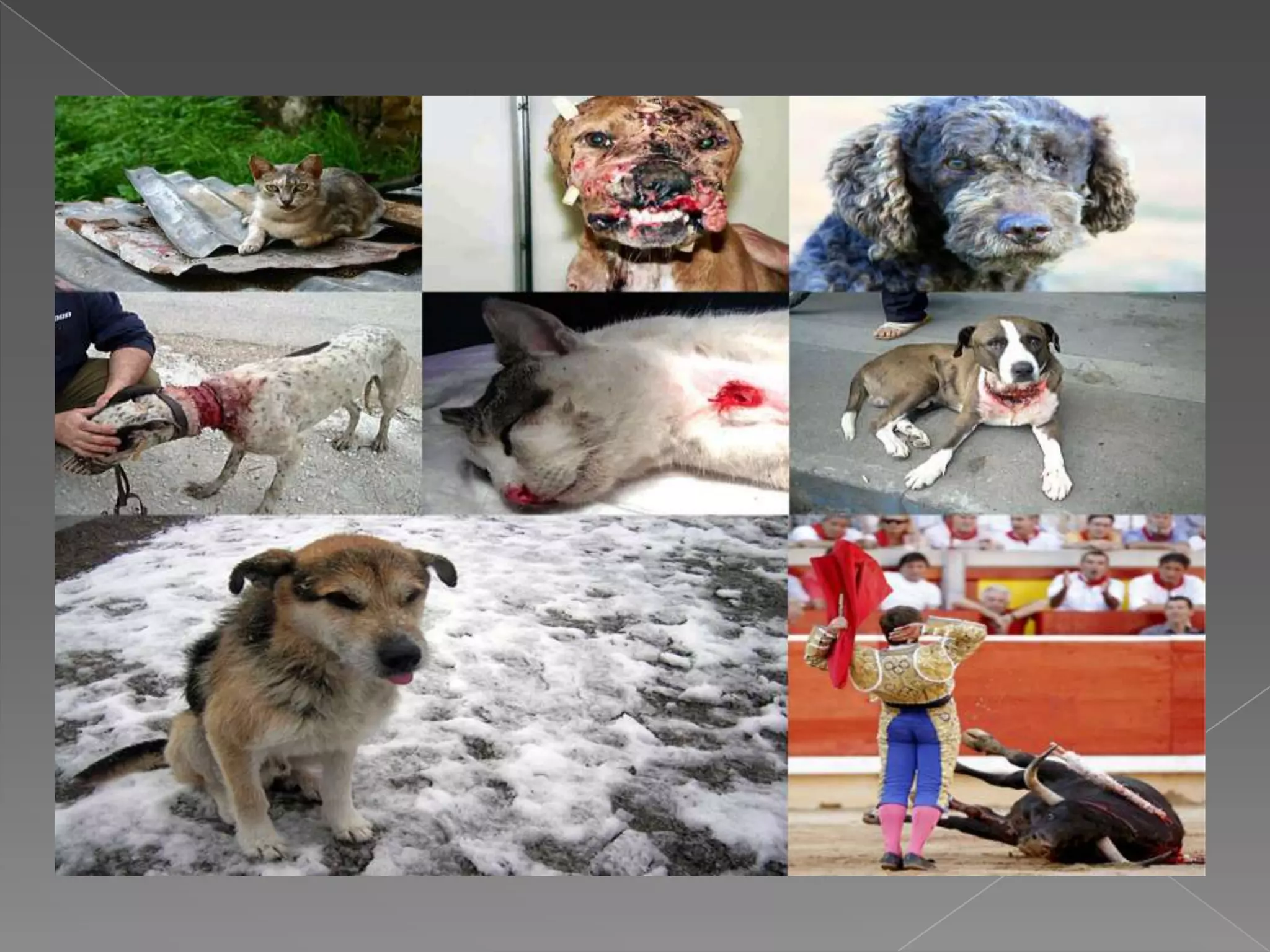 El maltrato animal | PPT