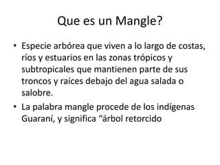 El manglar y los diferentes tipos de mangle | PPTX