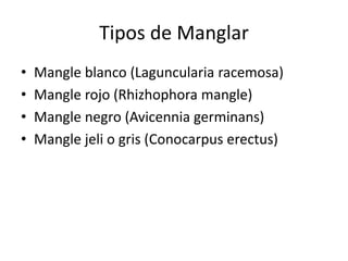 El manglar y los diferentes tipos de mangle | PPTX