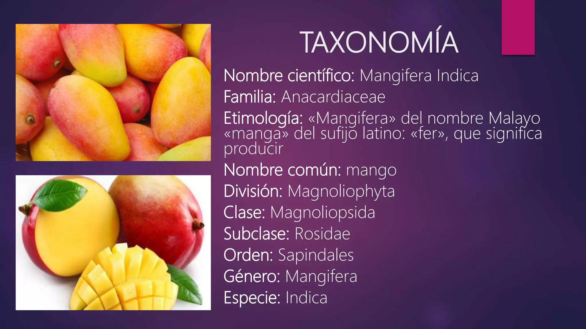 Propiedades e Importancia del Mango por Johanna Caizatoa | PPT