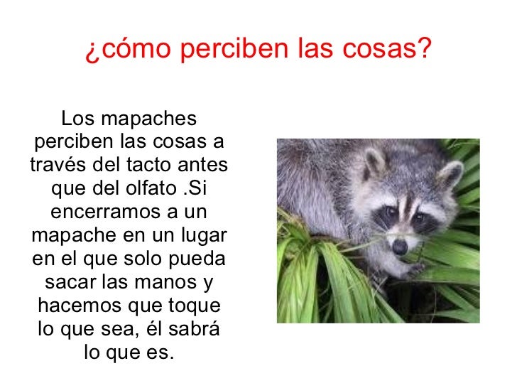 El mapache marina - 5º primaria