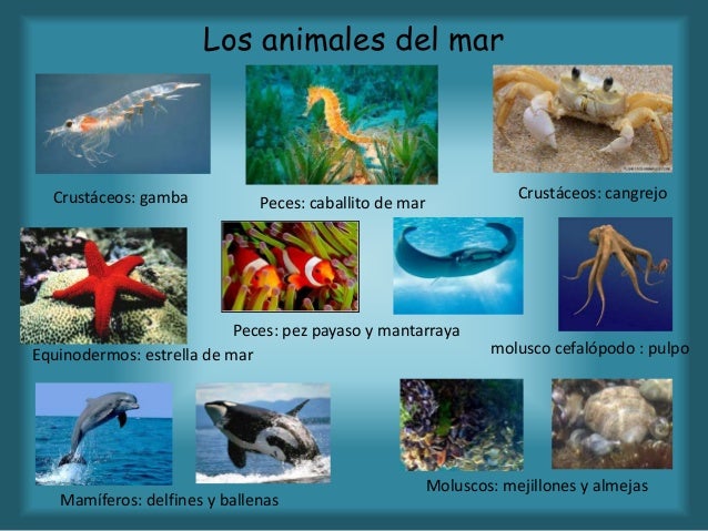 El mar