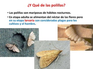 El maravilloso mundo de las mariposas | PPT