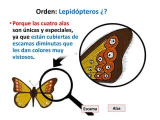 El maravilloso mundo de las mariposas | PPTX