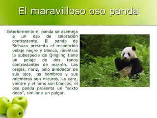 El Maravilloso Oso Panda | PPTX