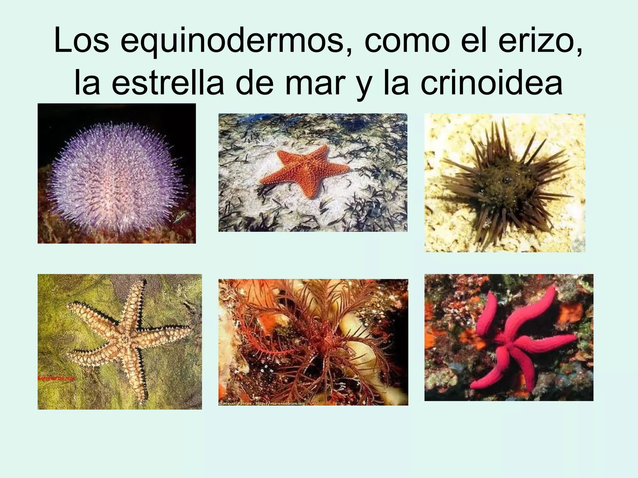 El mar y sus habitantes | PPT