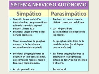 cuadro comparativo de diferencias anatómicas del SNA simpático y ...