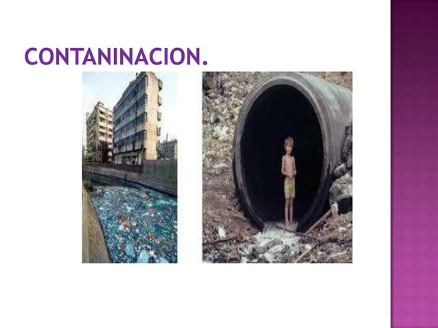 El medio ambiente | PPT